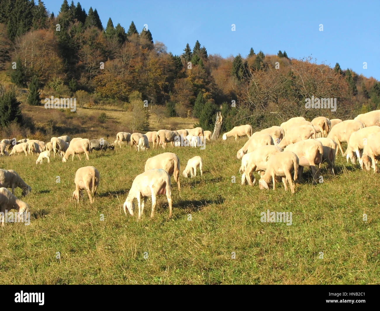 Gregge di pecore con vello bianco pascolare sui prati di montagna Foto ...