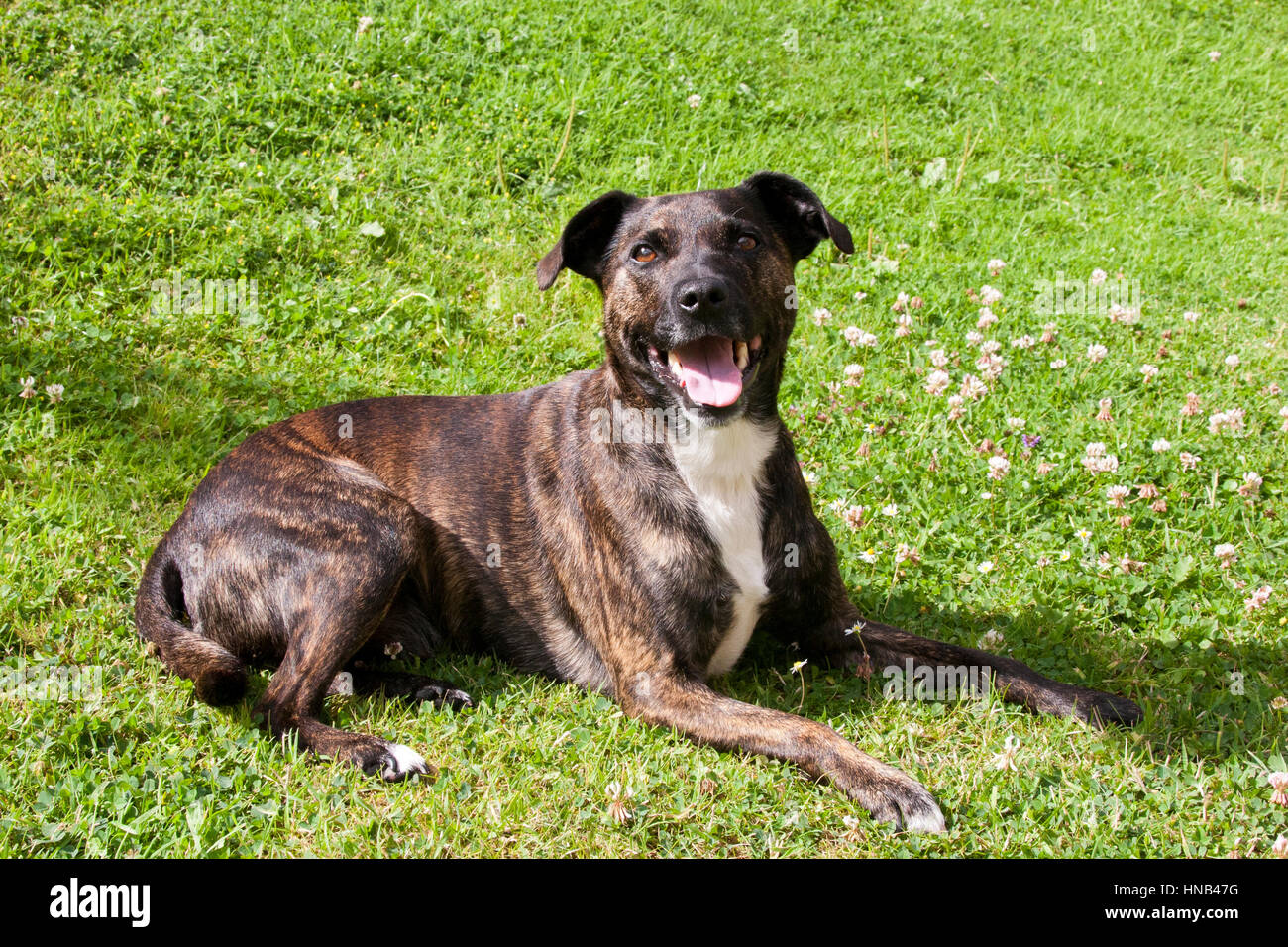 Staffy x immagini e fotografie stock ad alta risoluzione - Alamy