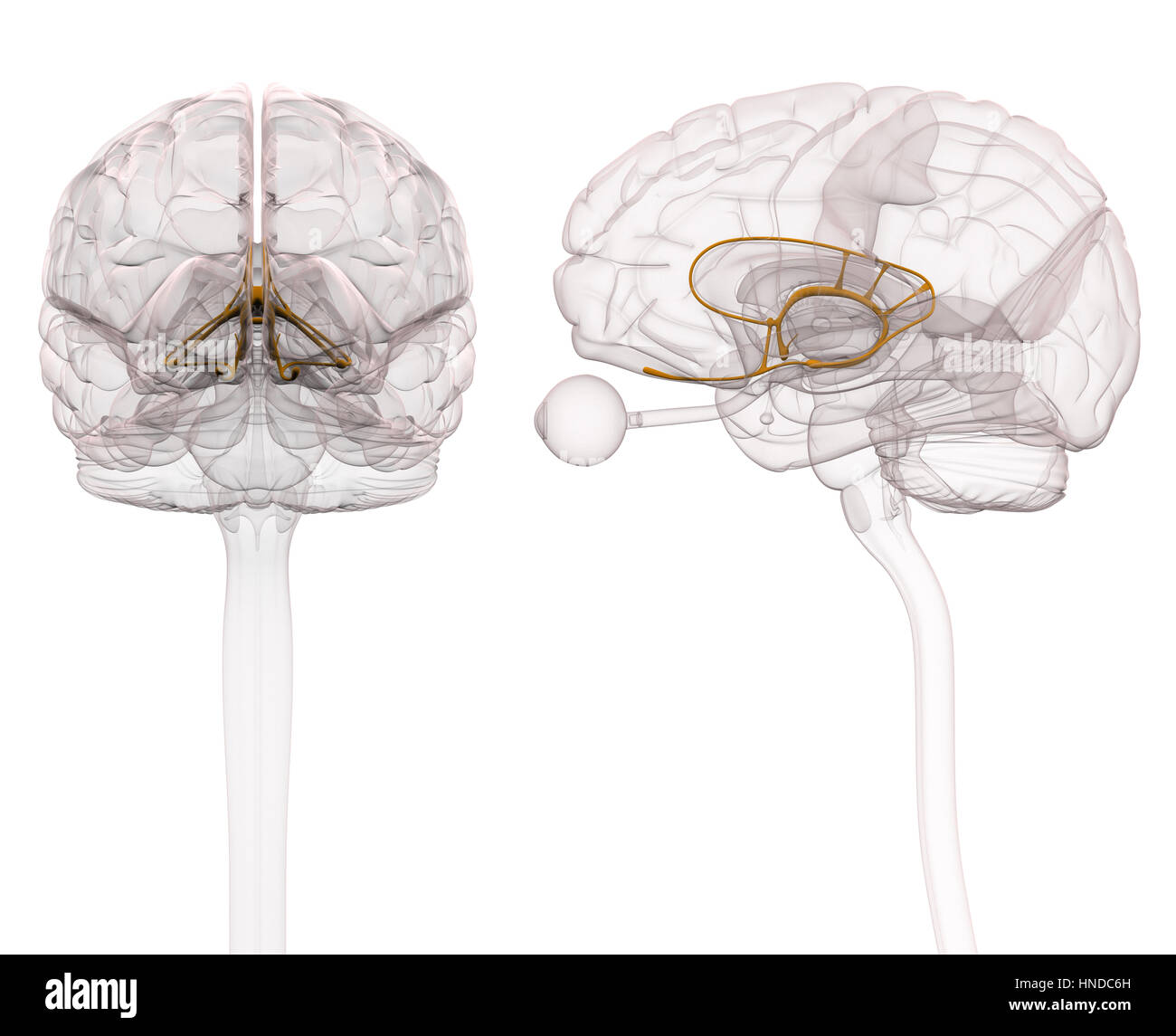 Sistema limbico anatomia cerebrale - 3d illustrazione Foto stock - Alamy