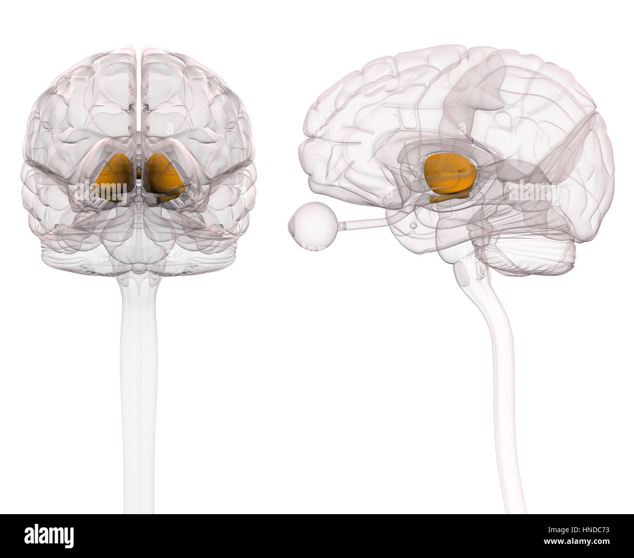 Talamo ed ipotalamo immagini e fotografie stock ad alta risoluzione - Alamy