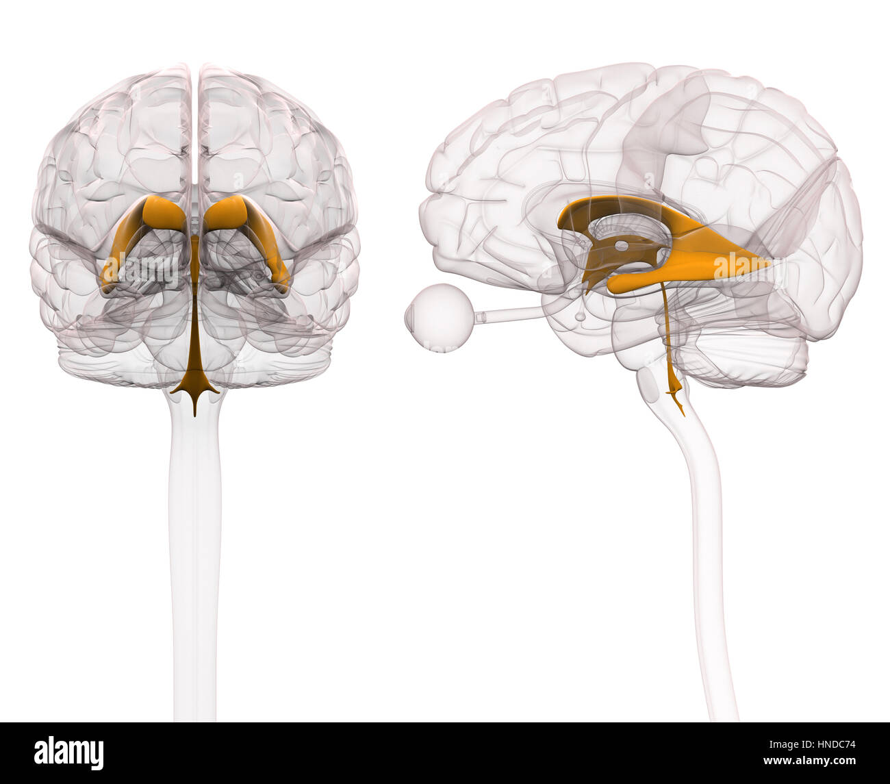 Anatomia dei ventricoli immagini e fotografie stock ad alta risoluzione ...