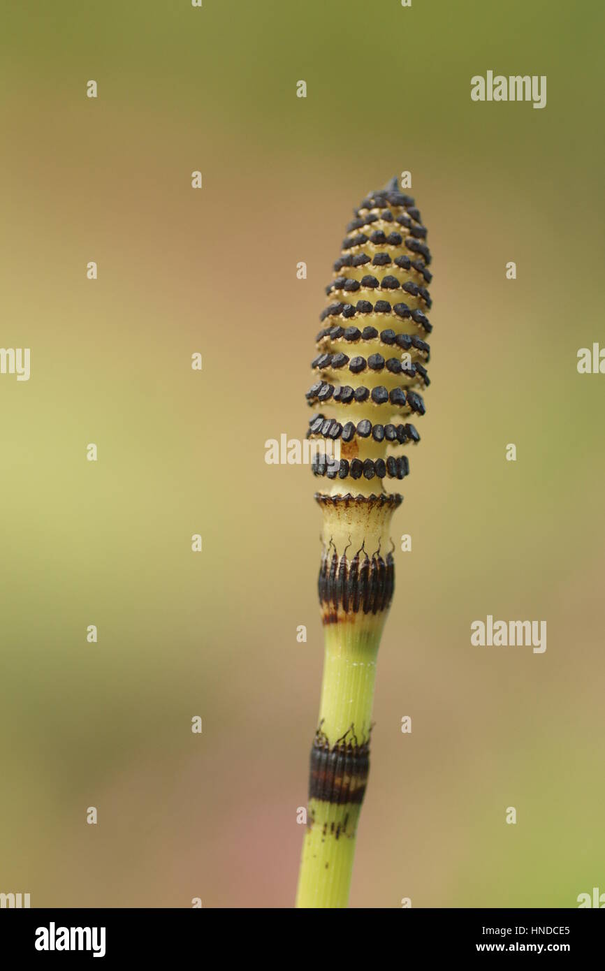 Ruvido equiseto hyemale immagini e fotografie stock ad alta risoluzione ...