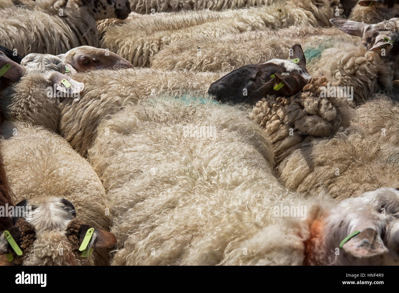 Gruppo di tre pecore immagini e fotografie stock ad alta risoluzione ...