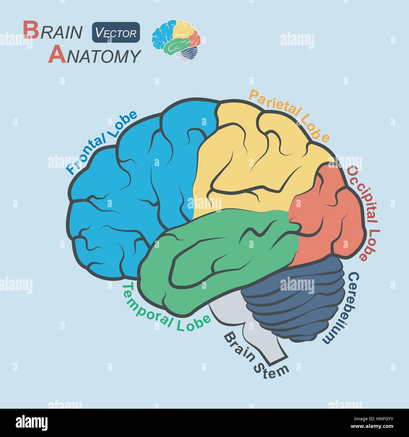 Anatomia cerebrale ( design piatto ) ( lobo frontale, lobo temporale ...