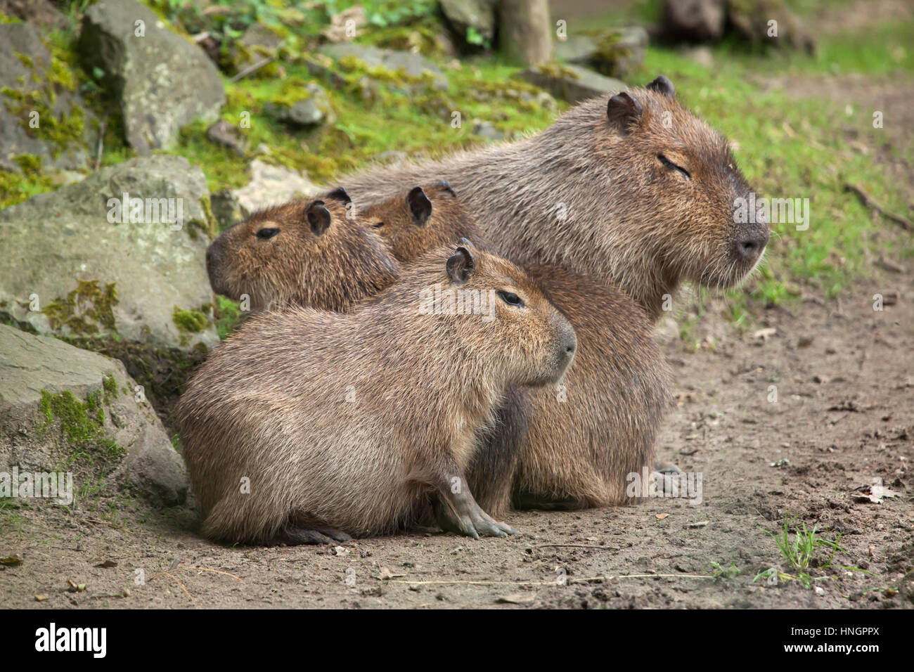 Famiglia dei capibara immagini e fotografie stock ad alta risoluzione ...