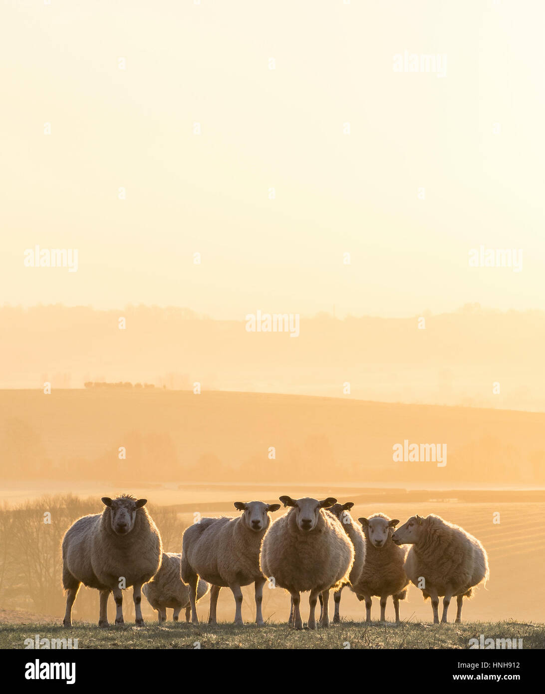 Guidato di pecore immagini e fotografie stock ad alta risoluzione - Alamy