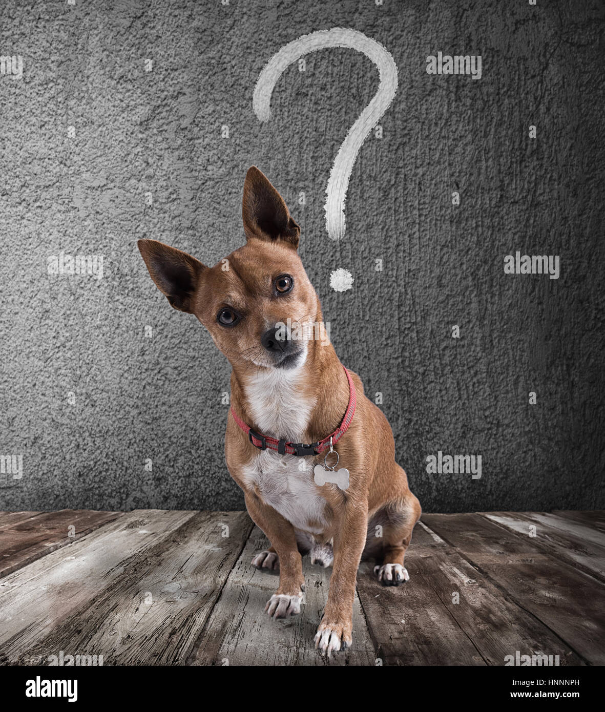 Espressione divertente animale immagini e fotografie stock ad alta ...