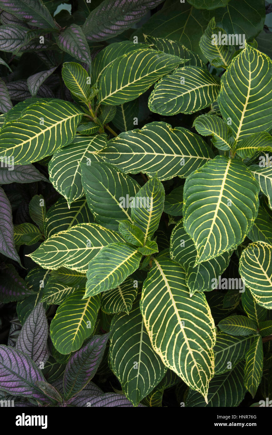 Sanchezia nobilis immagini e fotografie stock ad alta risoluzione - Alamy