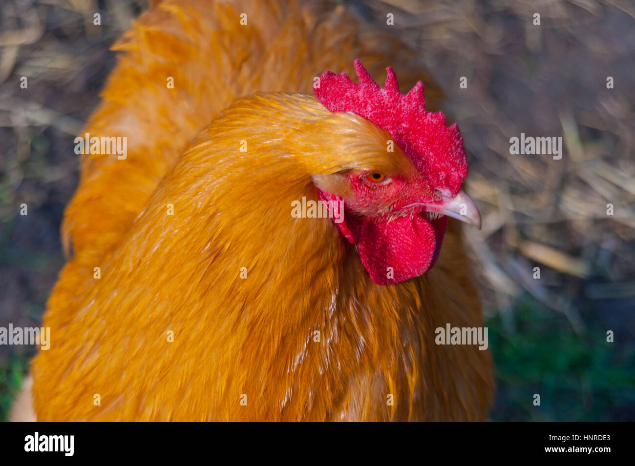Gallina di gallina di pollo gallina immagini e fotografie stock ad alta ...