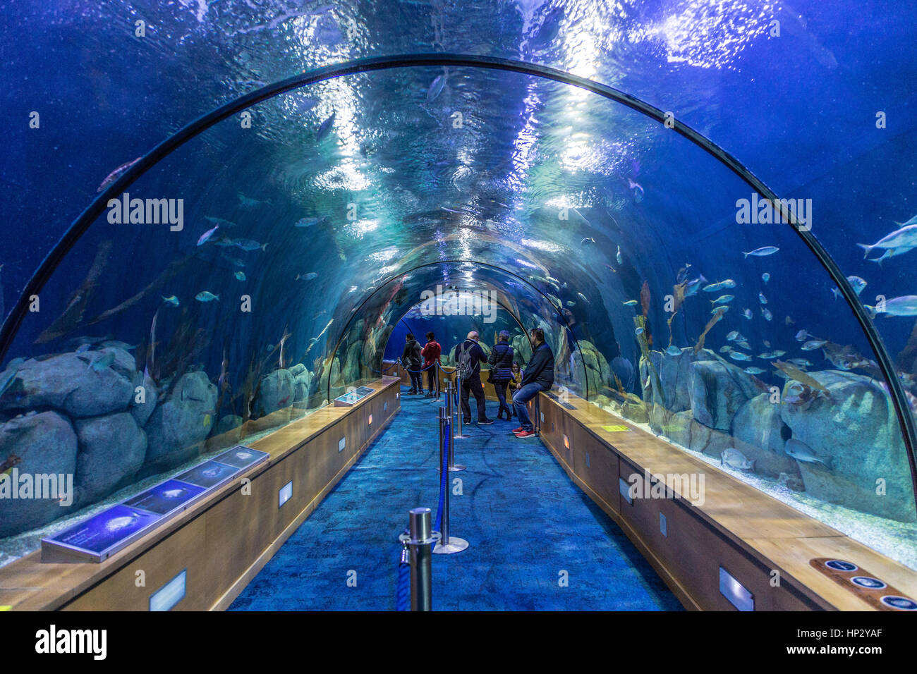 Acquario all'interno del L'Oceanografic, Valencia Ciudad de las Artes y ...