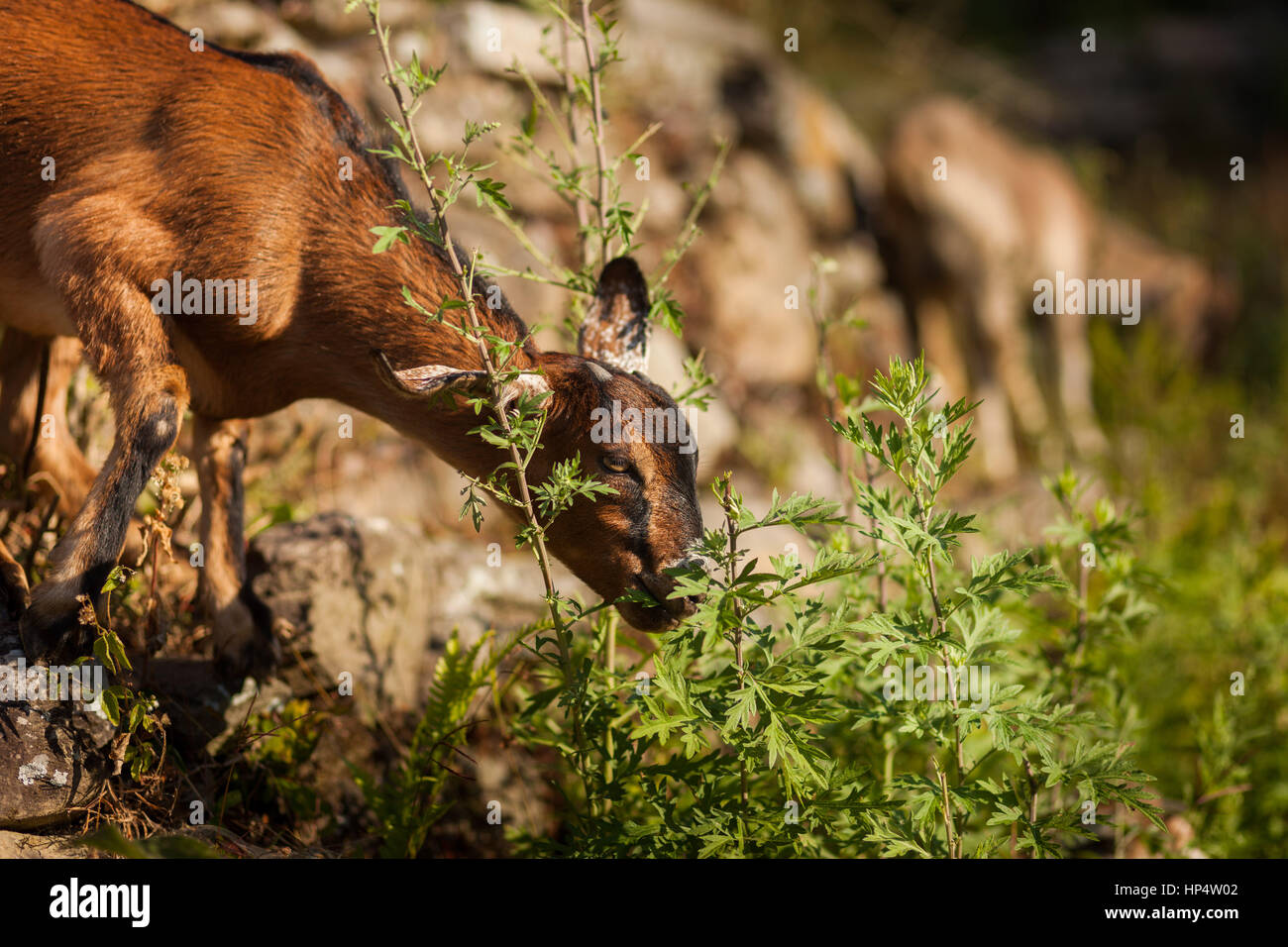 Cosa mangiare in nepal immagini e fotografie stock ad alta risoluzione ...
