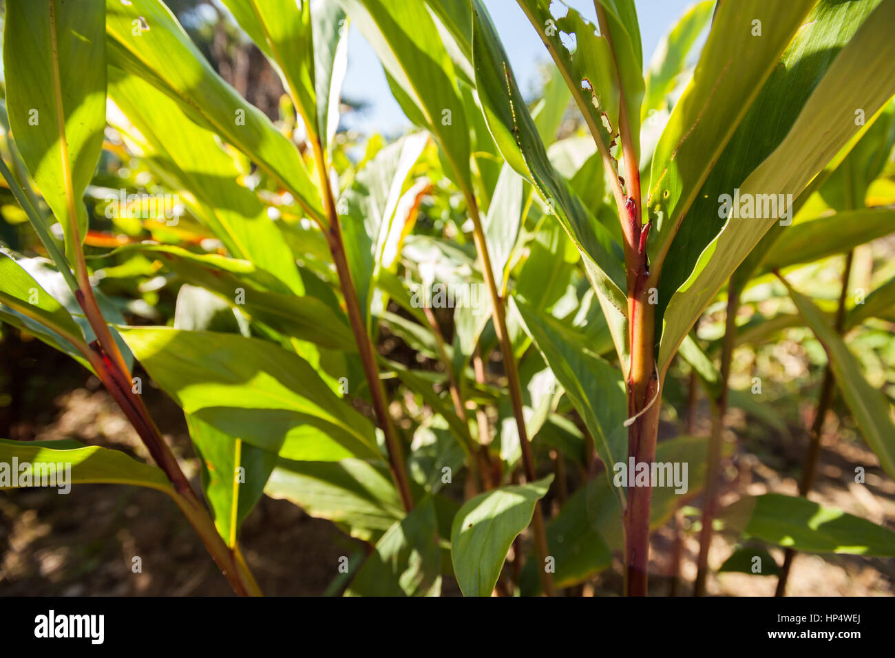 Pianta Di Cardamomo Immagini e Fotos Stock - Alamy