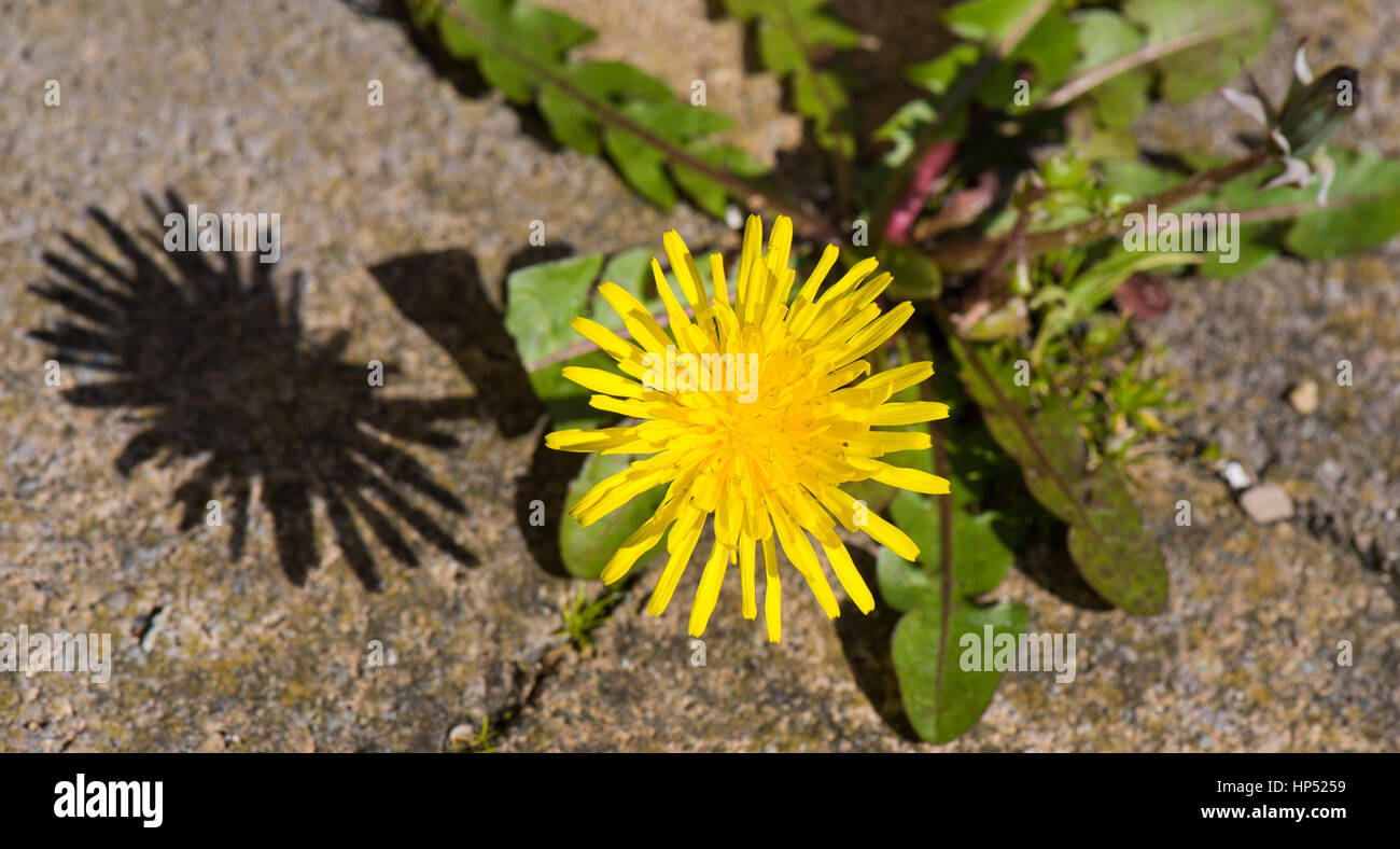Pianta di tarassaco immagini e fotografie stock ad alta risoluzione - Alamy