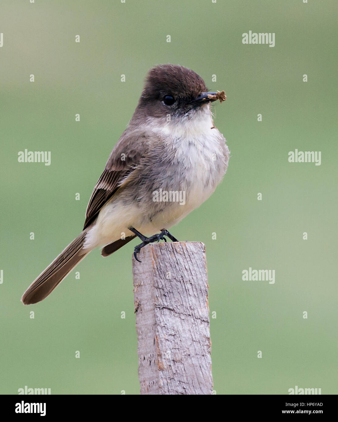 Phoebe holz immagini e fotografie stock ad alta risoluzione - Alamy