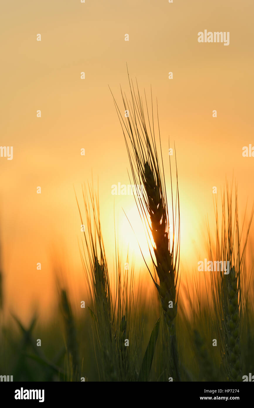 Sagoma di grano immagini e fotografie stock ad alta risoluzione - Alamy