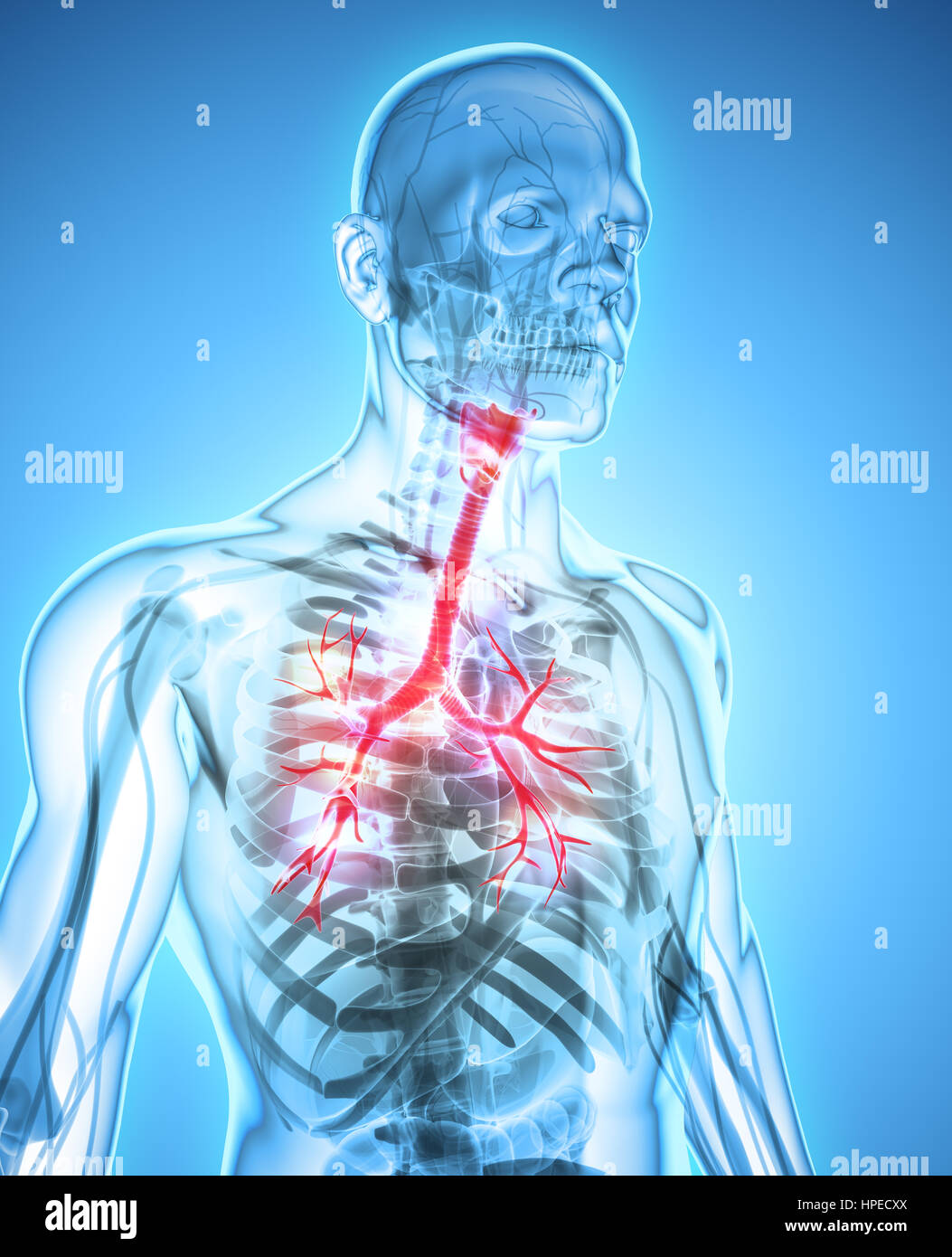 Apparato respiratorio trachea immagini e fotografie stock ad alta ...