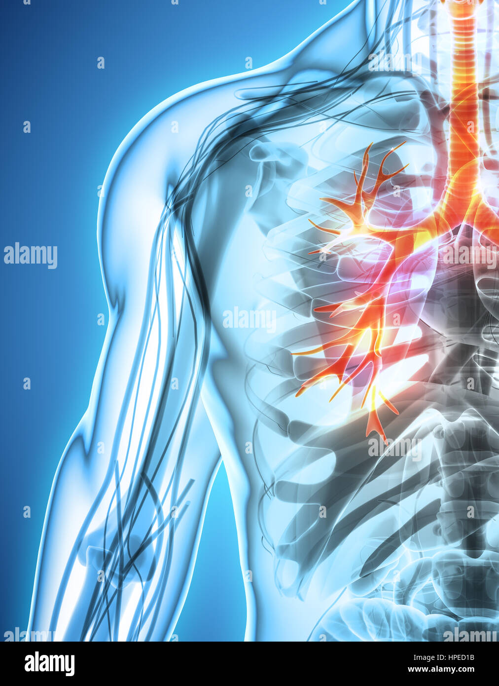 3D illustrazione della laringe Trachea Bronchi parte del sistema ...