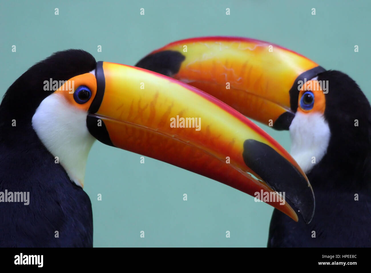 Coppia di tucani immagini e fotografie stock ad alta risoluzione - Alamy