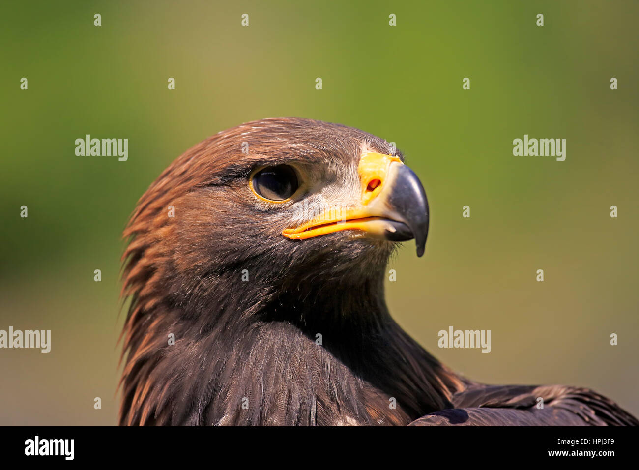 Aquila reale (Aquila chrysaetos), Adulto ritratto, Germania, Europa ...