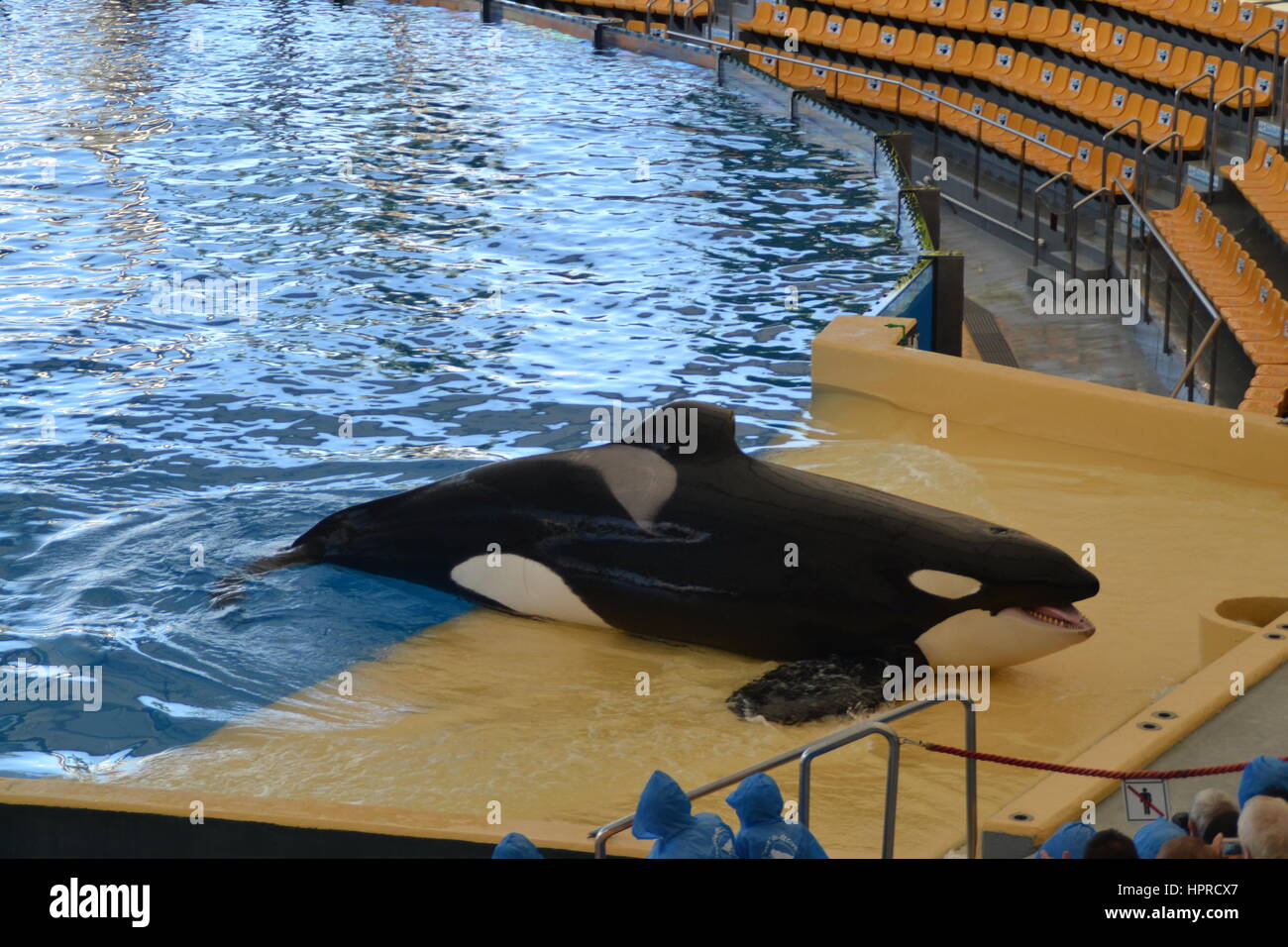 Mostra di orca nel loro parque. la balena killer o orca è dentata whale ...