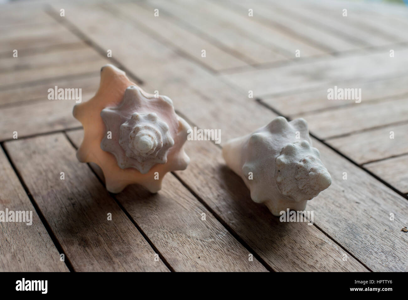 Queen conch shell immagini e fotografie stock ad alta risoluzione - Alamy