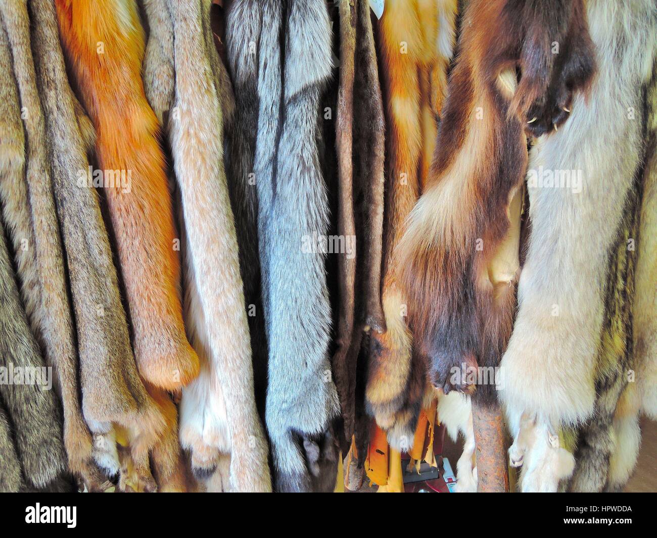 Pelli di animali immagini e fotografie stock ad alta risoluzione - Alamy