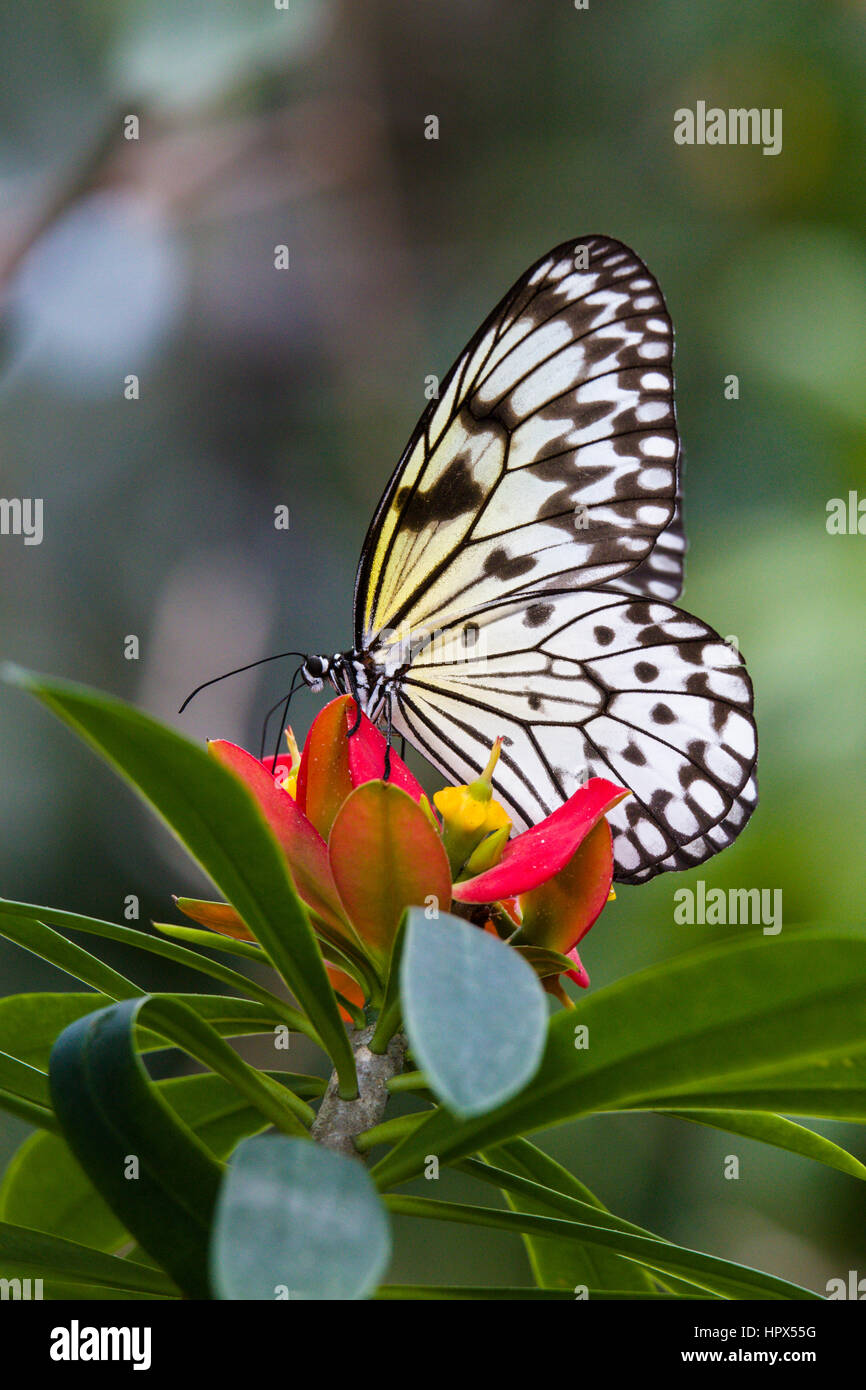 Farfalla Bianca Immagini e Fotos Stock - Alamy