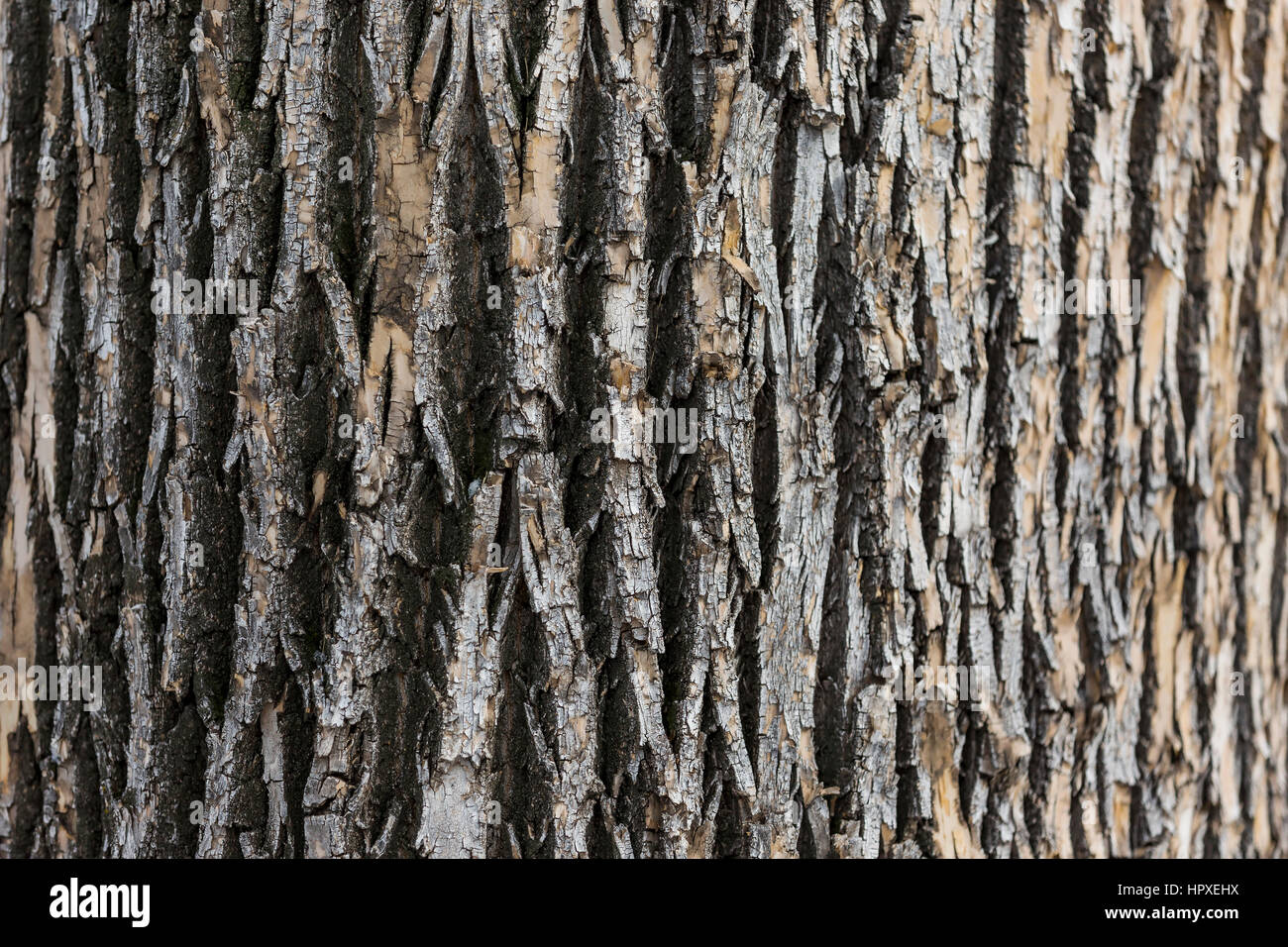 Corteccia di quercia immagini e fotografie stock ad alta risoluzione ...