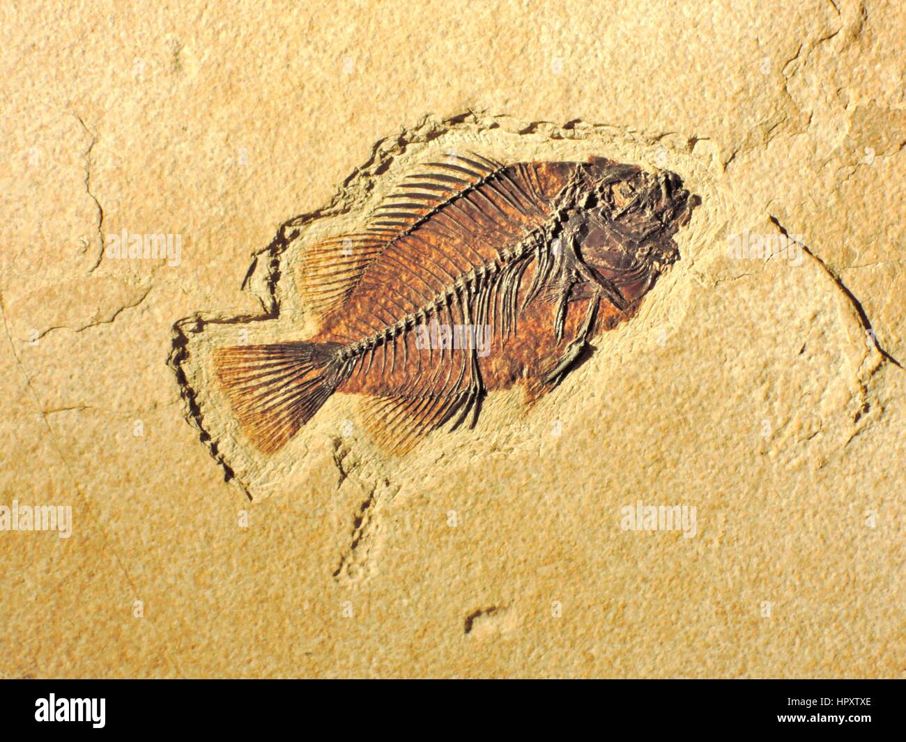 Organismo fossilizzato immagini e fotografie stock ad alta risoluzione ...