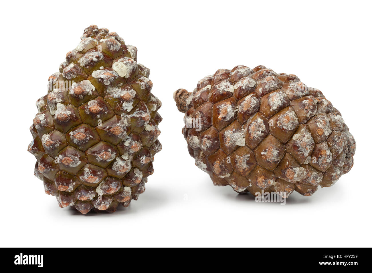 Pigna e pinoli immagini e fotografie stock ad alta risoluzione - Alamy