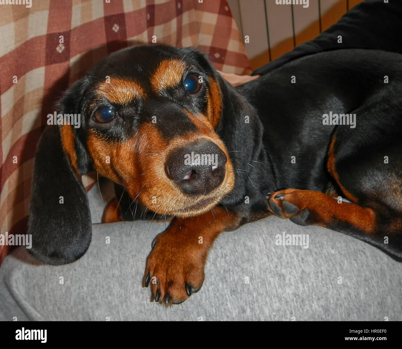 Dolce cucciolo piccolo bassotto immagini e fotografie stock ad alta ...