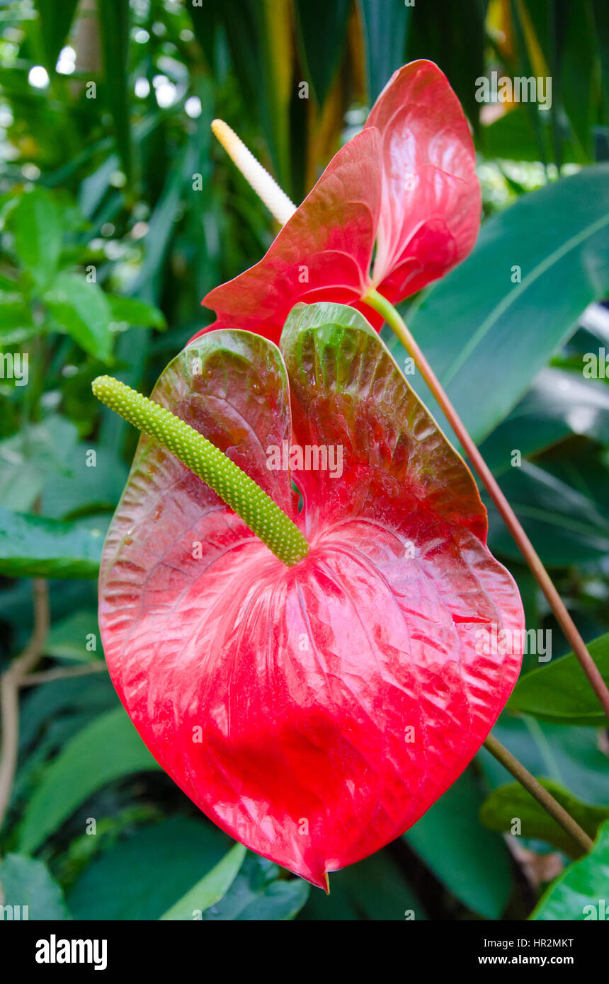 Indian orchids immagini e fotografie stock ad alta risoluzione - Alamy