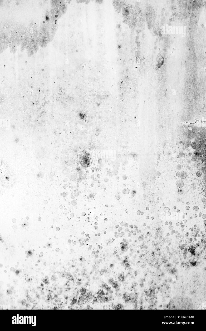 Macchia di muffa grigia immagini e fotografie stock ad alta risoluzione ...