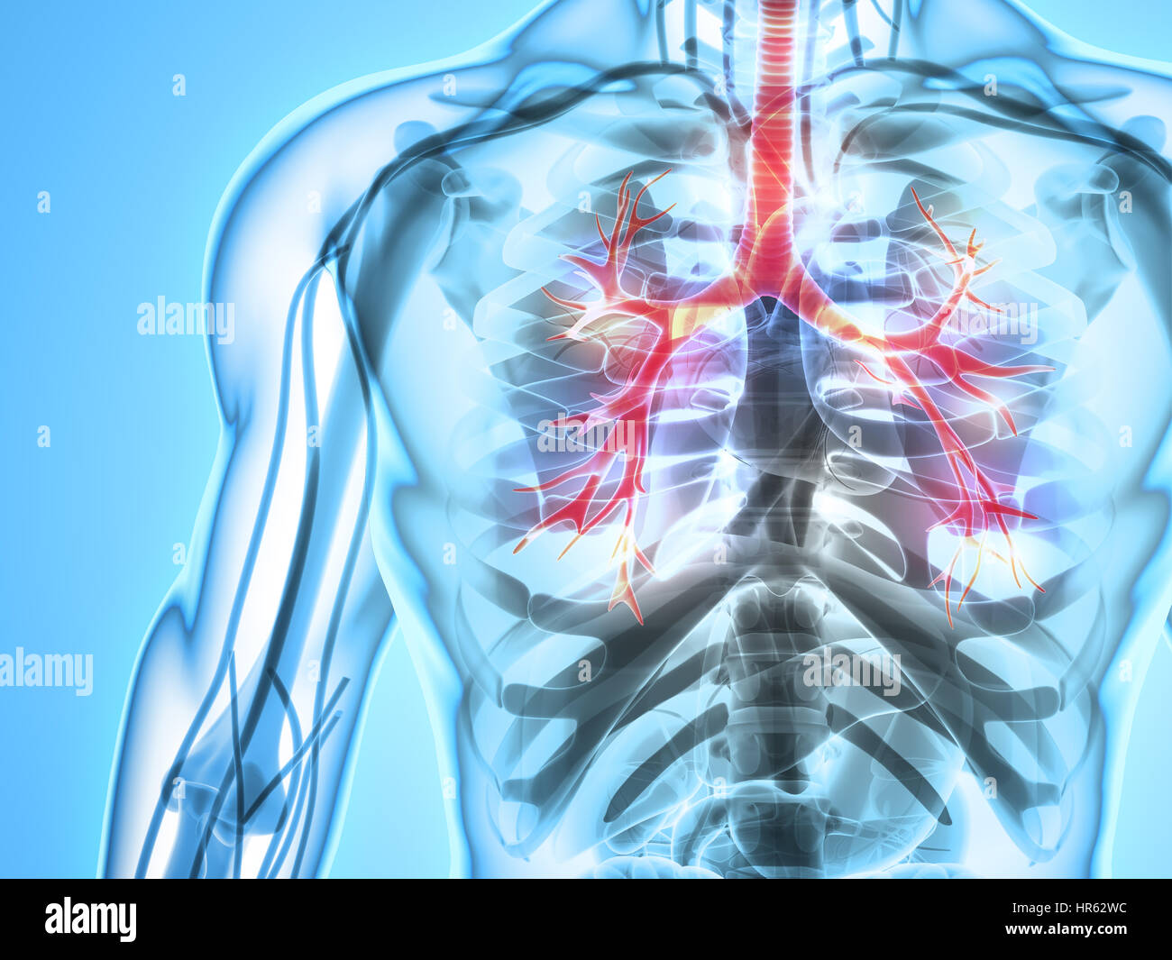 3D illustrazione della laringe Trachea Bronchi parte del sistema ...