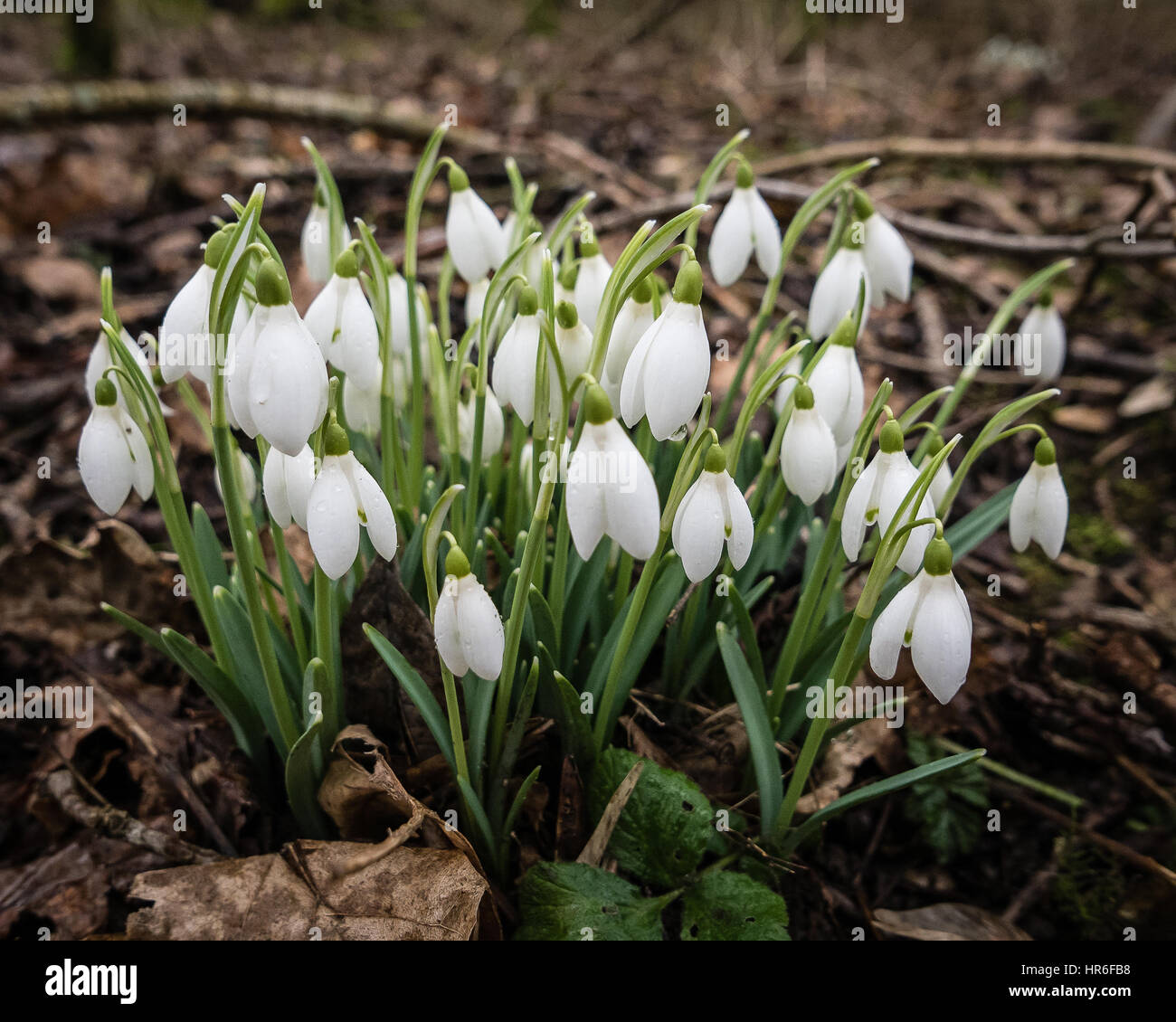 Bucaneve nel bosco immagini e fotografie stock ad alta risoluzione - Alamy