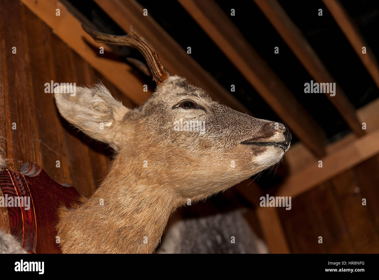 Testa di capriolo immagini e fotografie stock ad alta risoluzione - Alamy