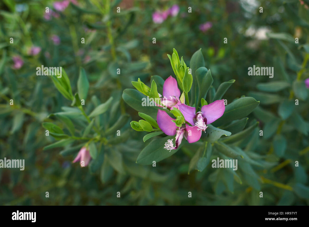 Poligala myrtifolia immagini e fotografie stock ad alta risoluzione - Alamy