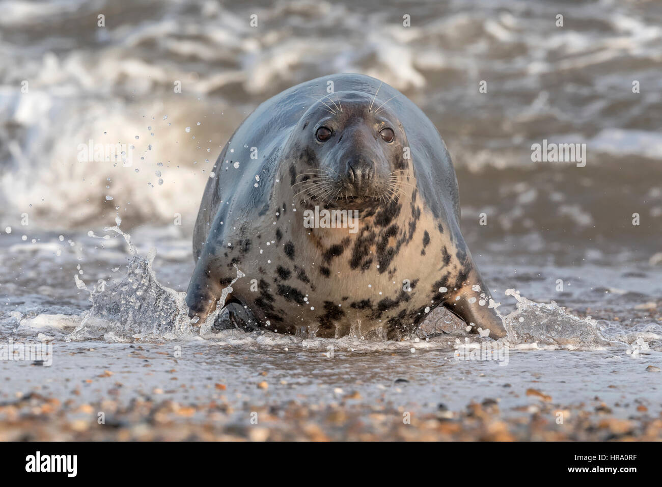 Foca grigia halichoerus grypus femmina immagini e fotografie stock ad ...