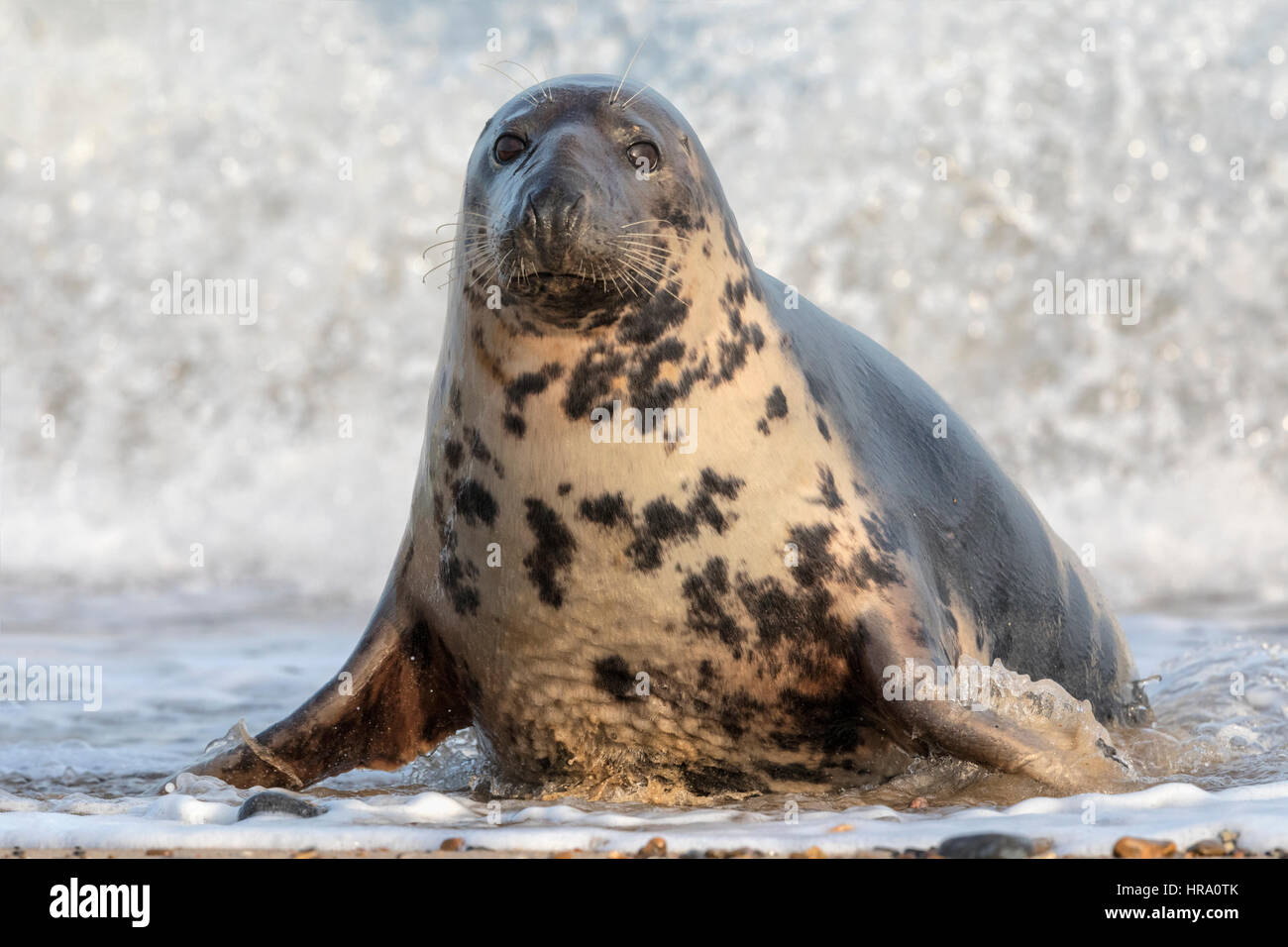Foca grigia halichoerus grypus femmina immagini e fotografie stock ad ...