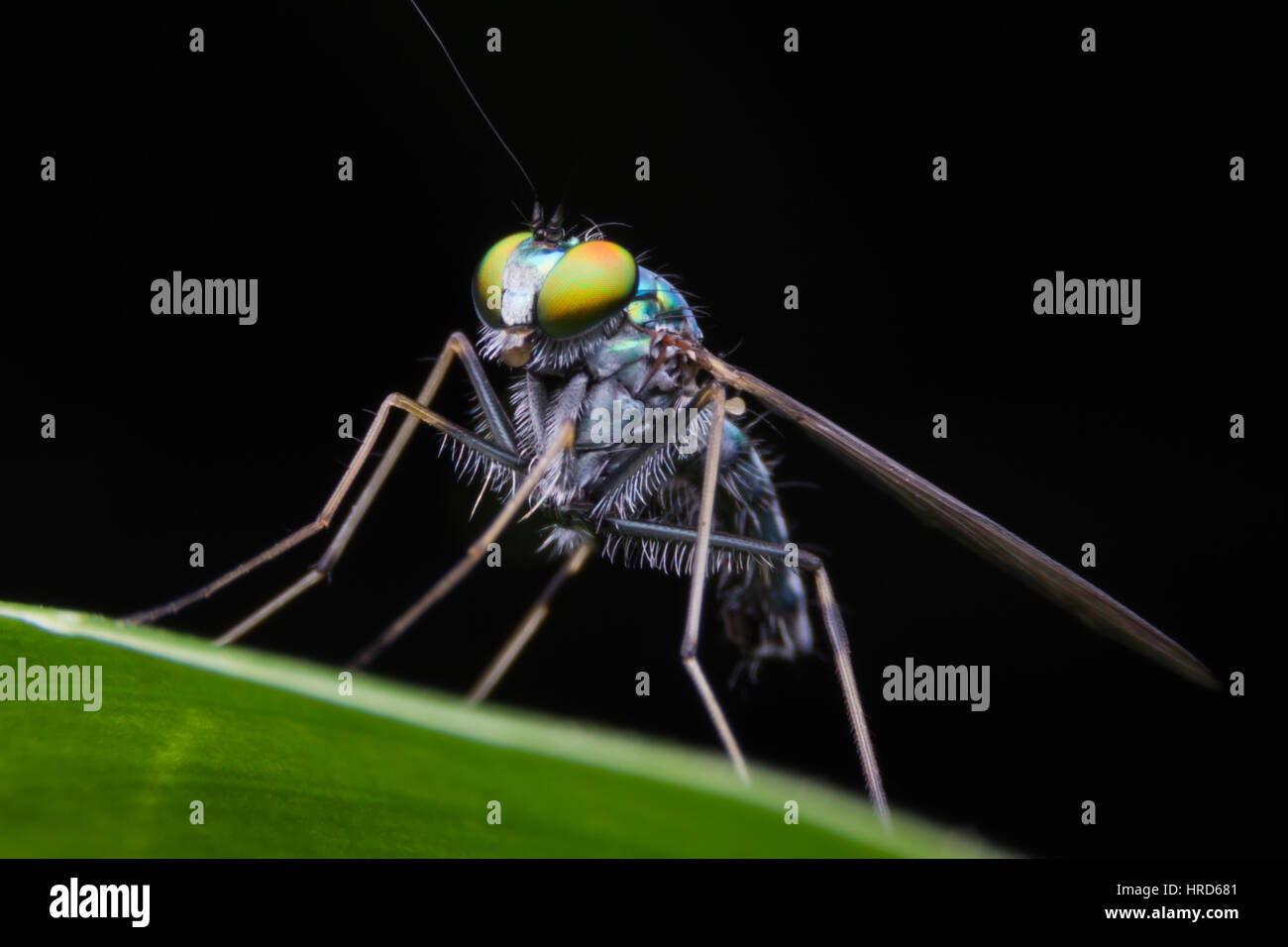 Mosca verde con le gambe lunghe immagini e fotografie stock ad alta ...
