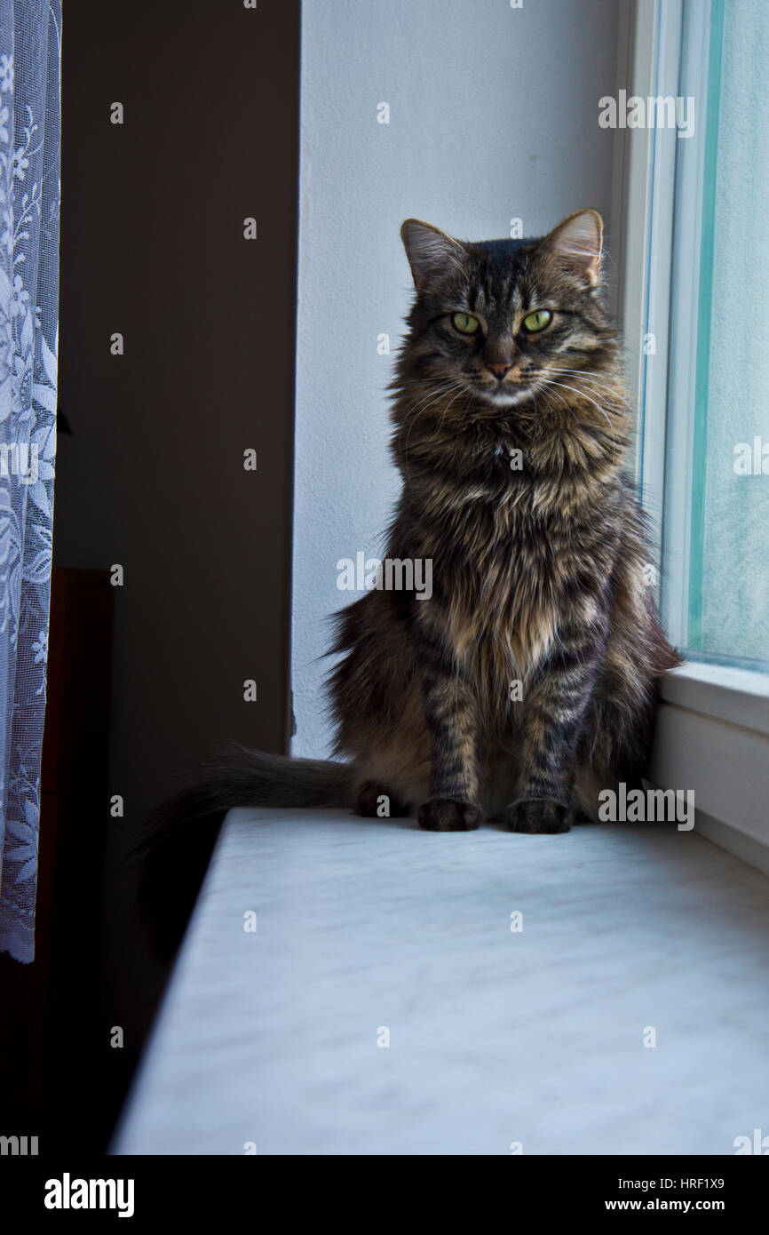 Gatto seduto seduto felino immagini e fotografie stock ad alta ...