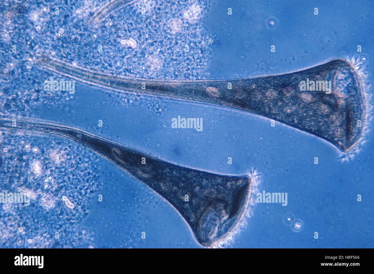 Stentor coeruleus immagini e fotografie stock ad alta risoluzione - Alamy