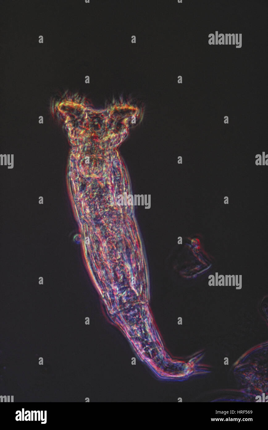 Rotifero planctonico immagini e fotografie stock ad alta risoluzione ...