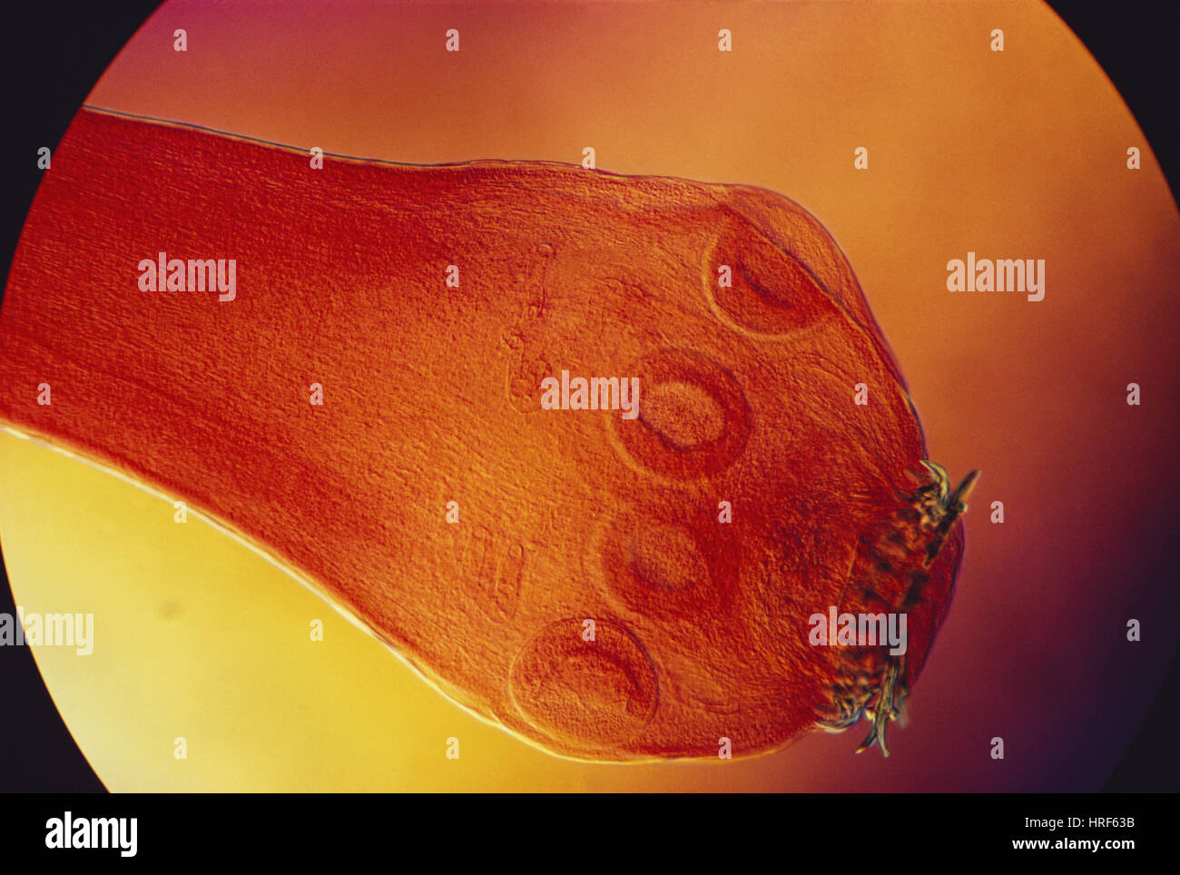 Zoologia degli ami immagini e fotografie stock ad alta risoluzione - Alamy