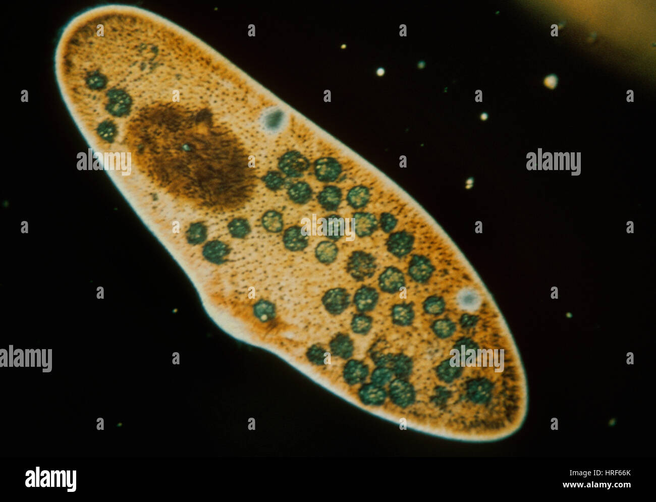 Protozoi ciliati immagini e fotografie stock ad alta risoluzione - Alamy