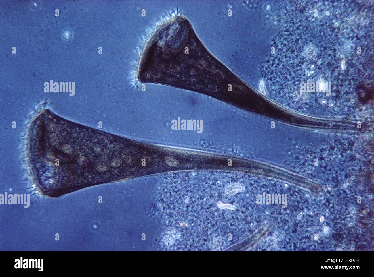 Protozoi ciliati immagini e fotografie stock ad alta risoluzione - Alamy