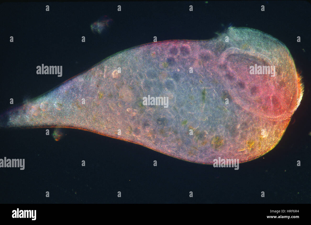 Protozoi ciliati immagini e fotografie stock ad alta risoluzione - Alamy