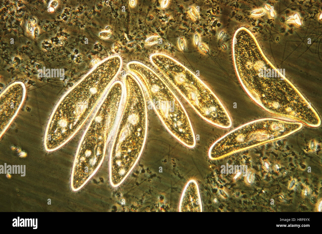 Protozoi ciliati immagini e fotografie stock ad alta risoluzione - Alamy