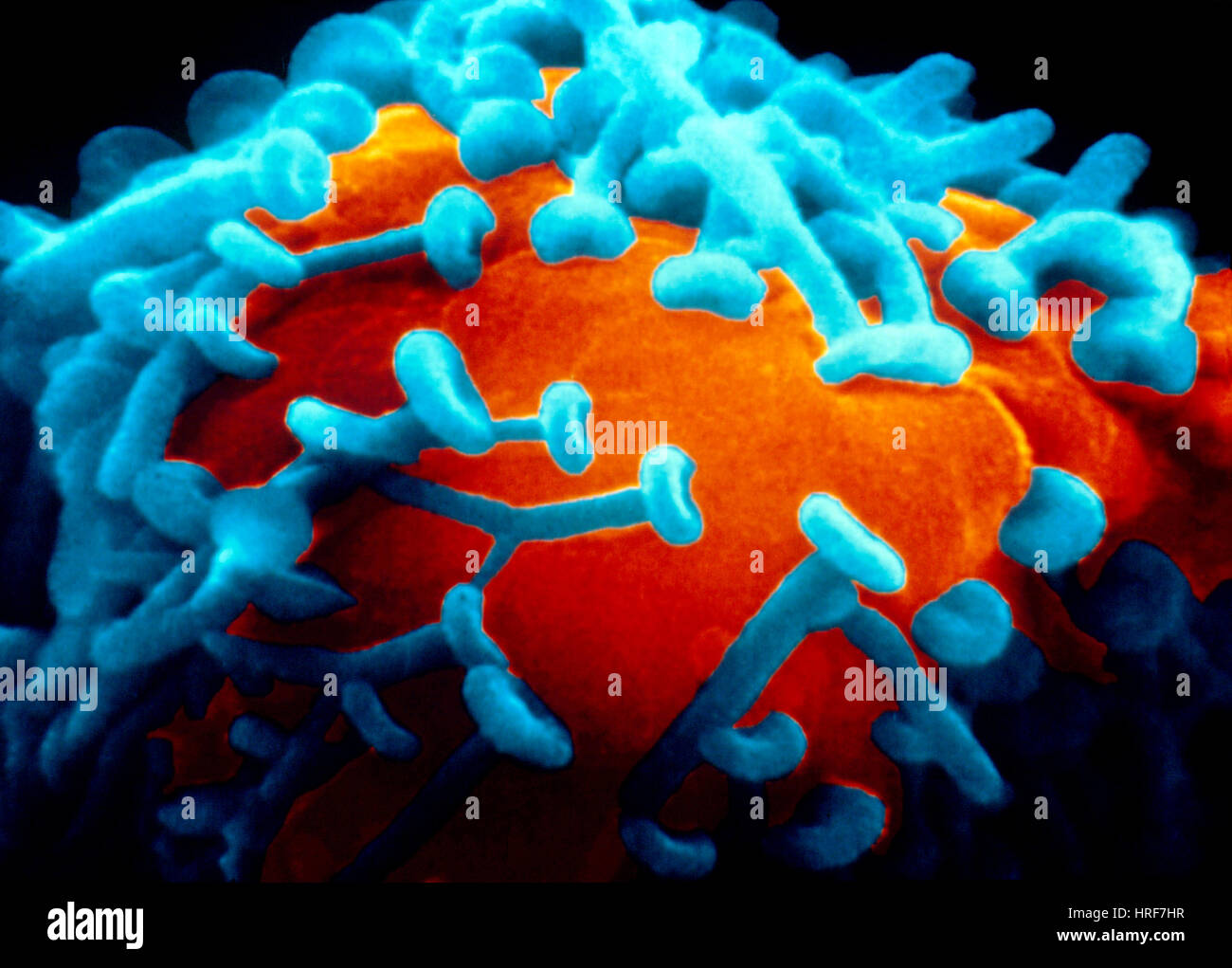 Anatomia delle sinapsi immagini e fotografie stock ad alta risoluzione ...
