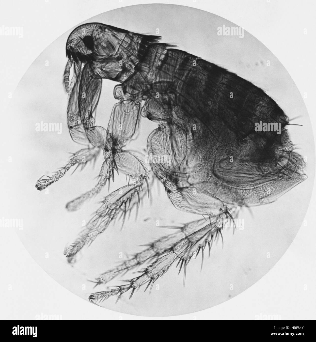Anatomia del cane Foto e Immagini Stock in Bianco e Nero - Pagina 2 - Alamy
